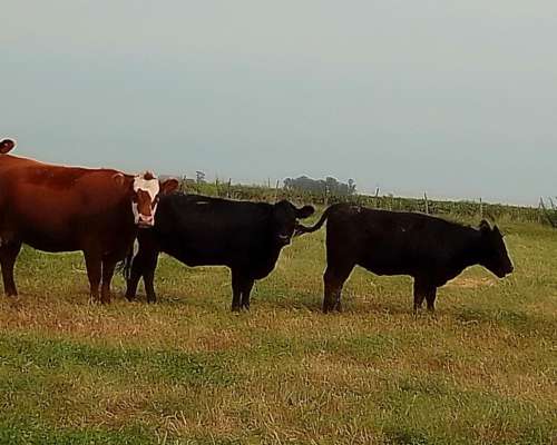 Vendo 1 Vaca Colorada 1 Toro Colorado y 2 Vaquillonas Negras - Agroads