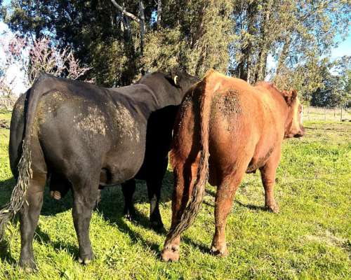 Toros Aberdeen Angus Negro 2 Años Servicio ya - Agroads