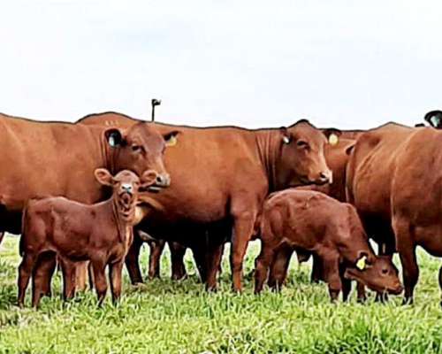 Arrieros Refguer Envlim de Alto Impacto Angus Preñadas - Agroads