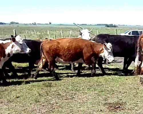 Rodeo Singular 55 Vacas Braford Descarte 340 Kg $ 150 Final - Agroads