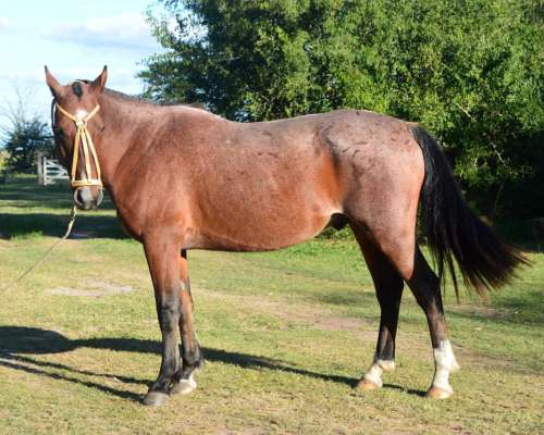 Cabayo Criollo de 8 Años - Agroads