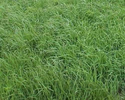 Semilla de Pasto Ovillo Poseidon - Gentos - Envio Gratis - Agroads