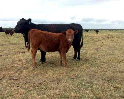 En Col. la Carlota (LA Pampa) - Agroads