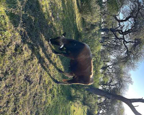 Toro Jersey de 3 Años - Agroads