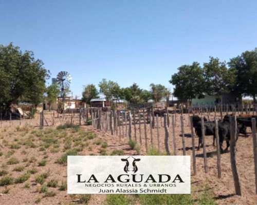 Campo Ganadero, la Humada la Pampa - u$s 130 / ha - Agroads