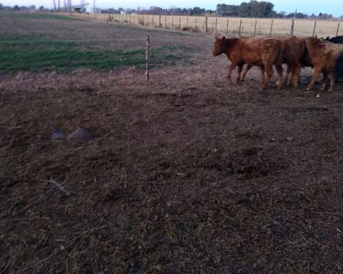 Vendo Invernada Angus Negro y Colo - Agroads