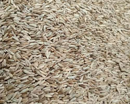 Semilla de Centeno Identificado - u$s 65 - Agroads