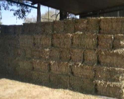 Fardo de Alfalfa Excelentes - $ 3.800 - Agroads