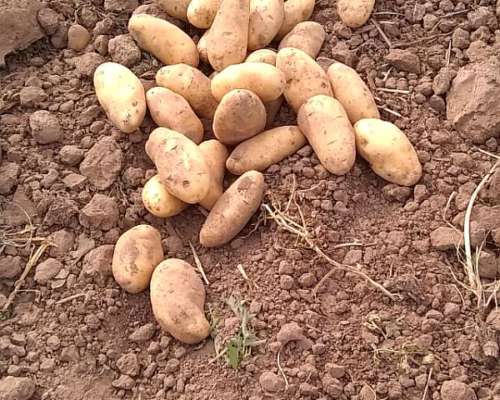 Papa Spunta y Sagitta Villa Dolores 3544402323 - Agroads