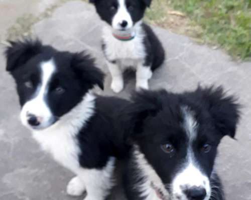 Border Collie Blancos y Negros Puros - Agroads