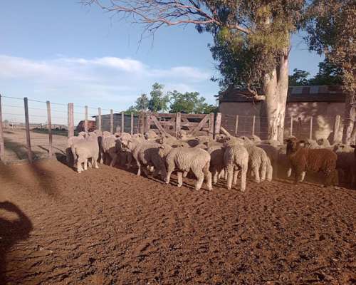 Borregas para Madres de 30 a 40 Kg - Agroads