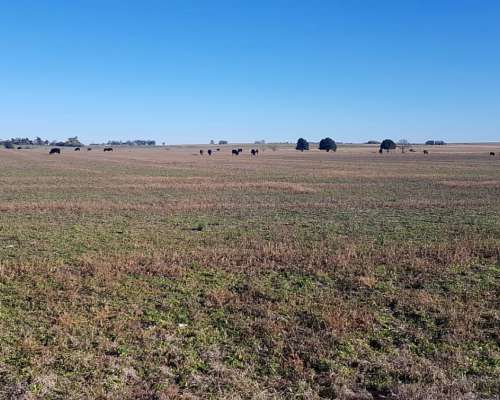 85 Has. Campo en Victoria, Entre Ríos. 85 hectáreas. - Agroads