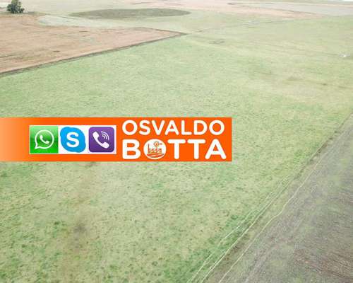 1000 Hectareas en Lincoln, Buenos Aires. 1000 hectáreas. - Agroads