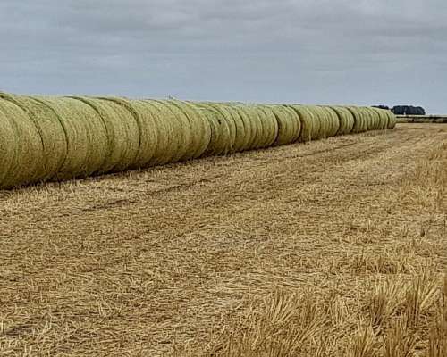 Rollo Cola de Cebada 2023 - $ 16.000 - Agroads