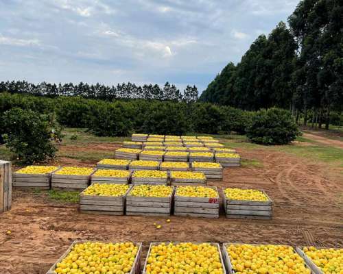 Venta Finca de Limón y Naranja - u$s 8.000 - Agroads (cod: 901751)