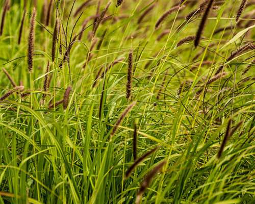 Vendo Semilla de Buffel Grass - $ 285 - Agroads