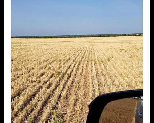 1000 Hectareas Agricolas en Alberti - u$s 10.000 / ha - Agroads