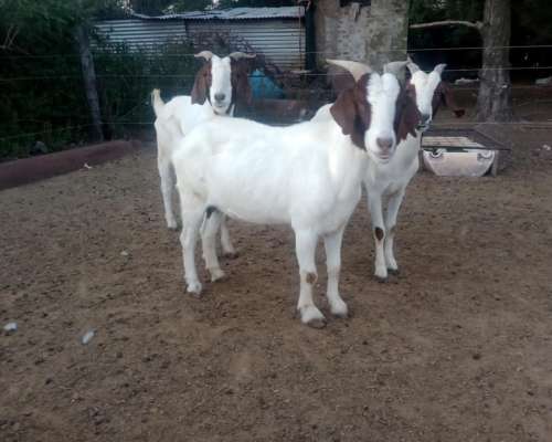 Hembras Boer Cabra Chiva - Agroads