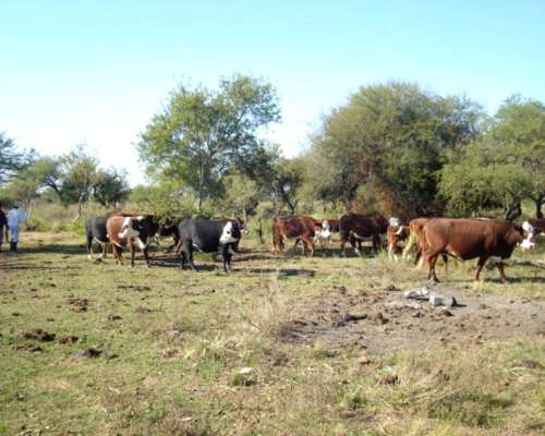 Repler Bolt Revaloraciones Opcion 35 Vacas y Novillos Simple - Agroads