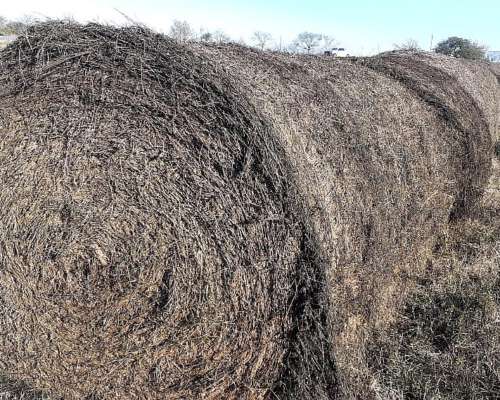 Rollos de Alfalfa Disponibles - Agroads