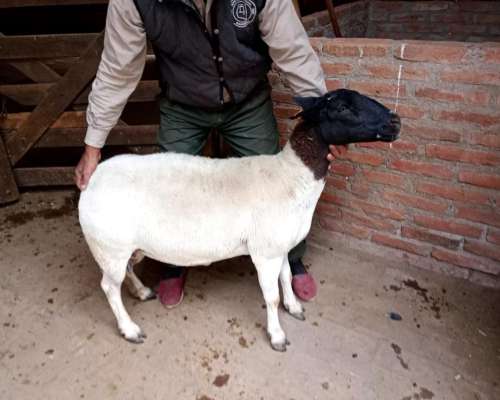 Cabaña de Obejas Dolper - Agroads