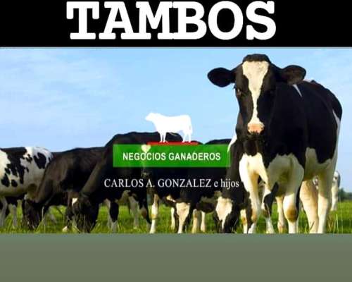 Tambo: Rodeos Lecheros Vacas Vaquillonas Terneras - Agroads