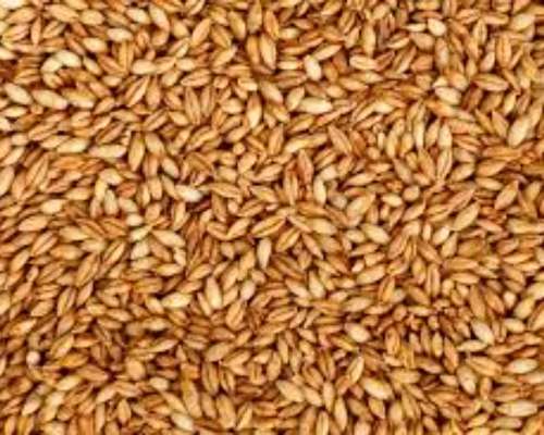 Vendo Moha Gigante Centeno Avena Cebada - $ 179 - Agroads