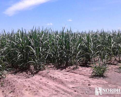 Oran , Salta, Argentina - u$s 10.000.000 / ha - Agroads