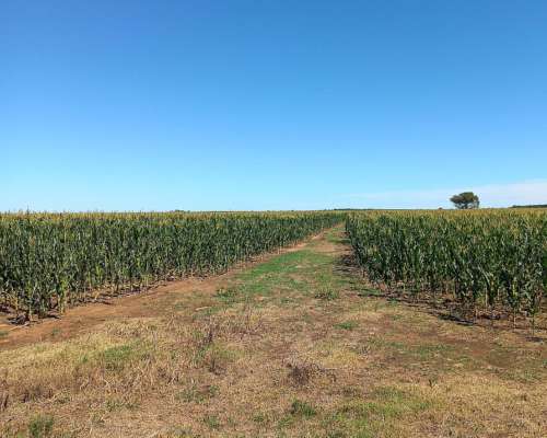 1000 Hectareas en Embajador Martini - u$s 4.200 / ha - Agroads