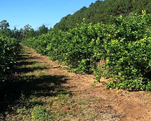 Venta Finca de Limón y Naranja - u$s 8.000 - Agroads (cod: 901751)