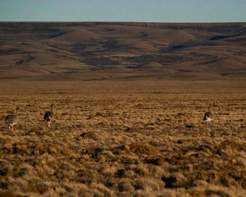 Lago Cardiel, Rio Chico, Santa Cruz, Argentina. 52377 hectáreas. - Agroads