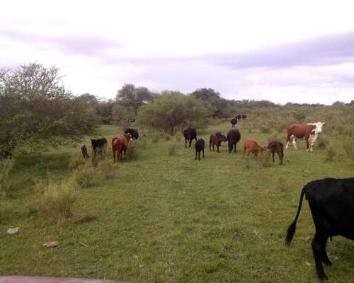 Campo Agricola Ganadero con Costa al Rio Uruguay. 37 hectáreas. - Agroads