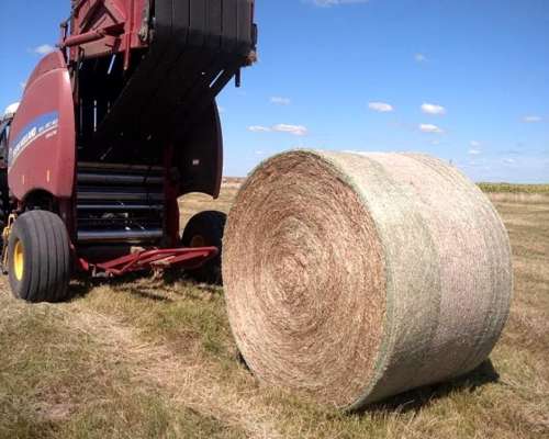 Venta de Rollos de Pastura, Avena , RYE Grass, Alfalfa, ETC - Agroads
