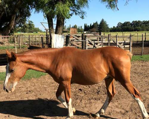 Potrillo Macho de 1 año de Edad - Agroads