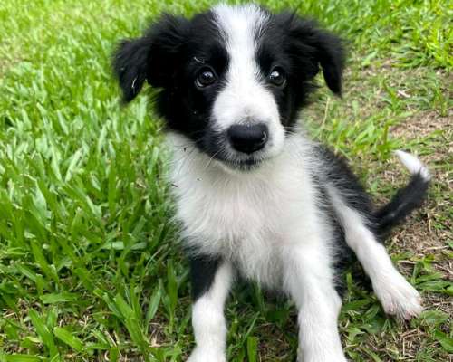 Cachorro Border Collie Puro - Agroads (cod: 915835)